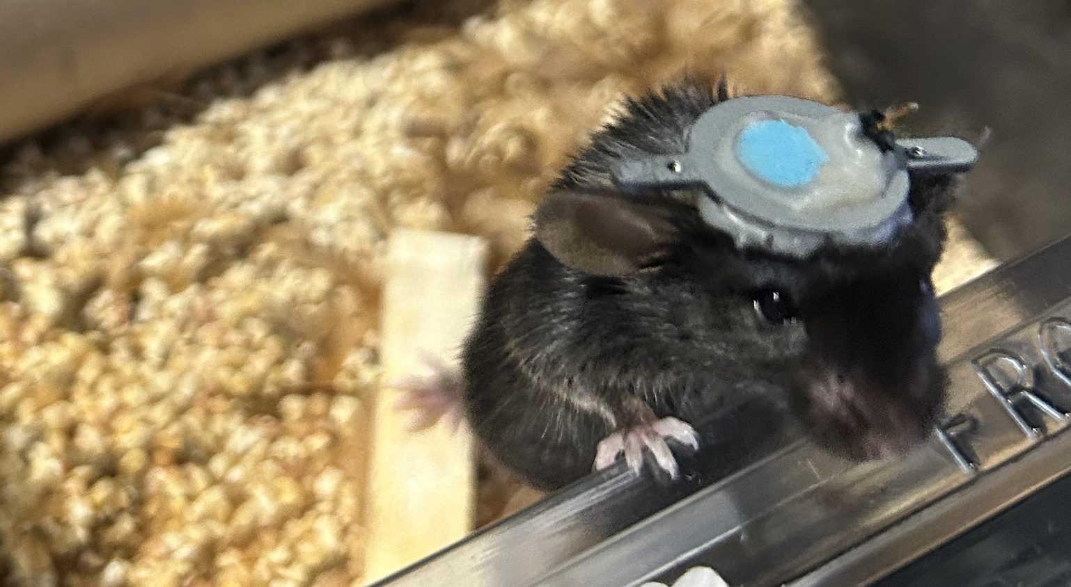 Of mice and (wo)men – or: how I learned to read spikes – CoCoSys lab